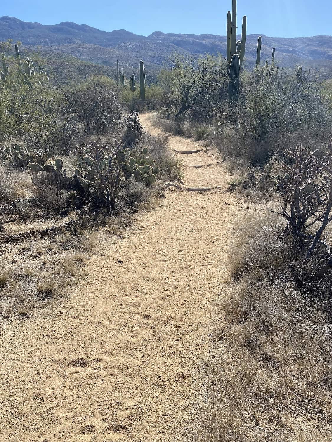 Saguaro National Park - Attraction Guide | TucsonTopia