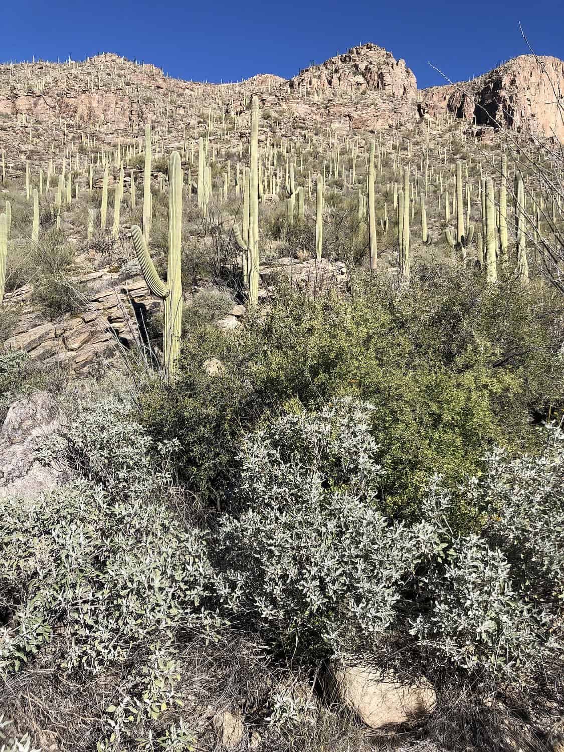 Finger Rock Trail Hiking Guide | TucsonTopia