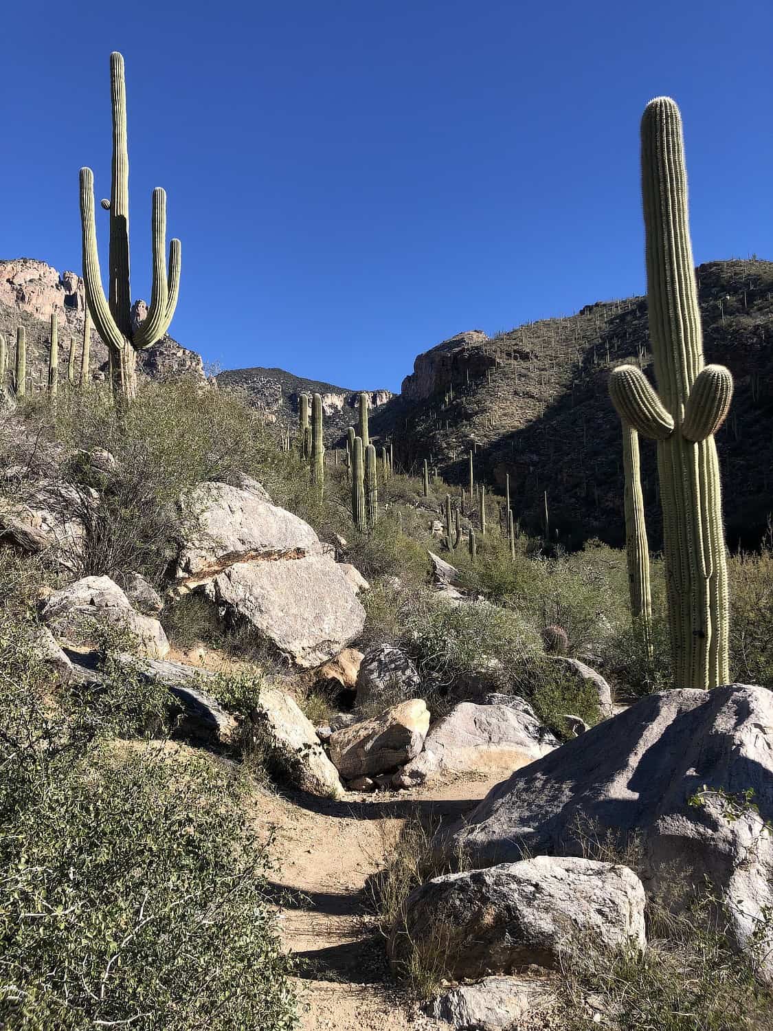 Finger Rock Trail Hiking Guide | TucsonTopia
