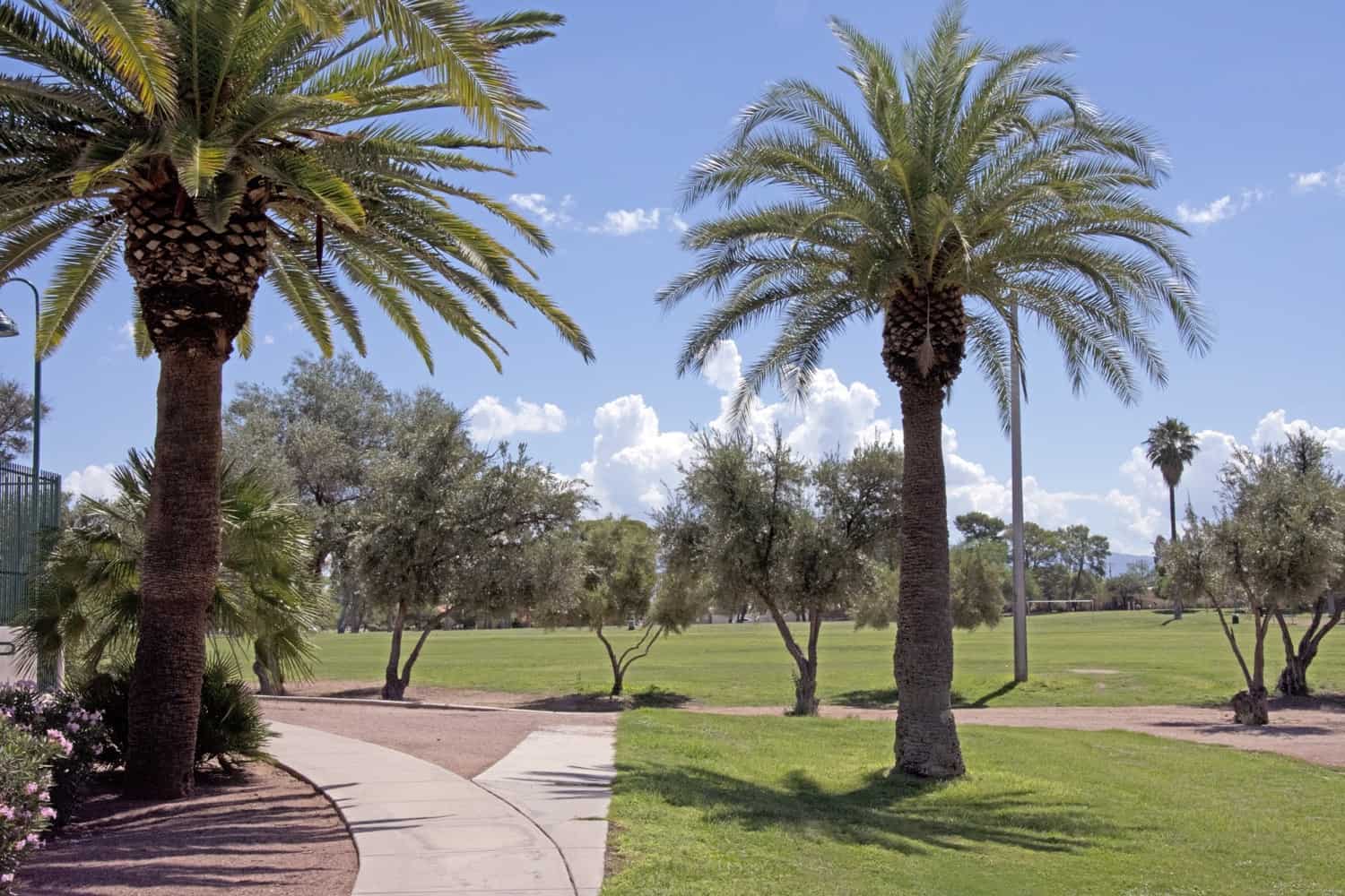 Park Profile: Himmel Park | TucsonTopia