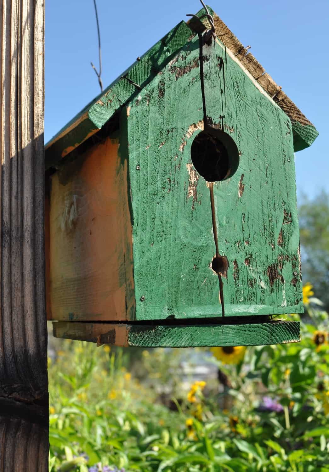 Volunteer in Tucson: Community Food Bank of Southern Arizona