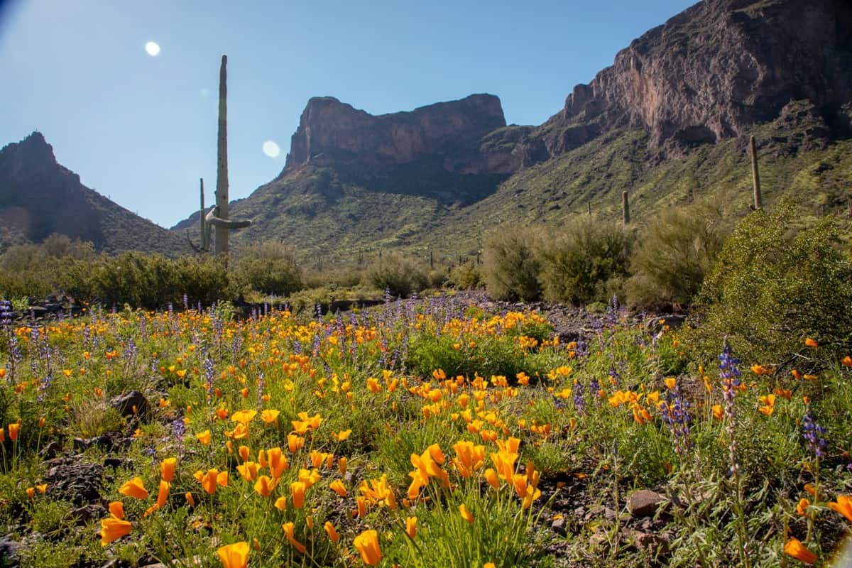 Picacho Peak State Park: A Guide | TucsonTopia