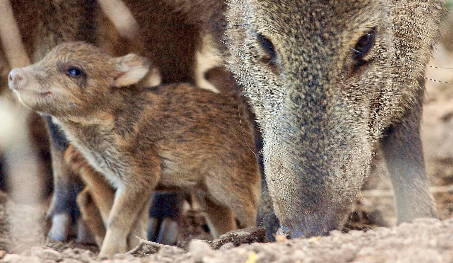 What to Do if You See a Javelina | TucsonTopia