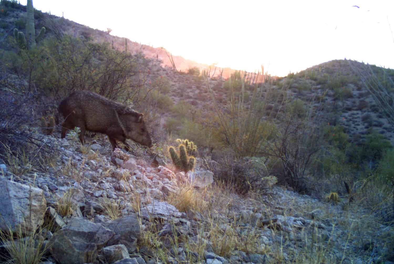 What to Do if You See a Javelina | TucsonTopia