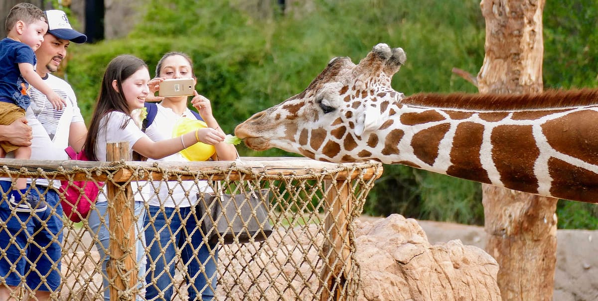 Everything You Need to Know Before You Visit Reid Park Zoo