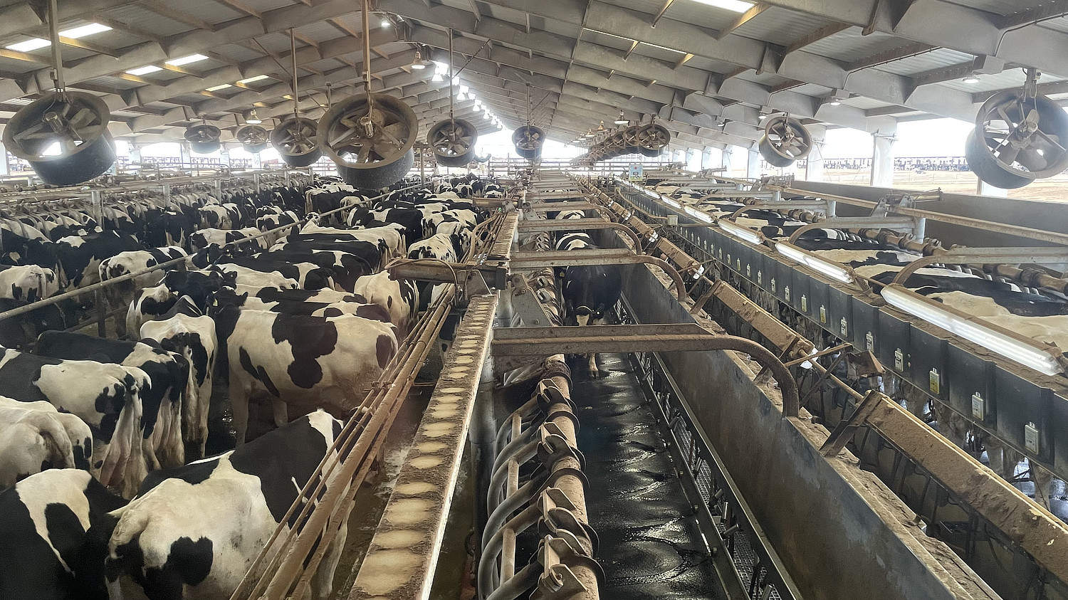 Shamrock Farms | Farm Tours & Field Trips | TucsonTopia