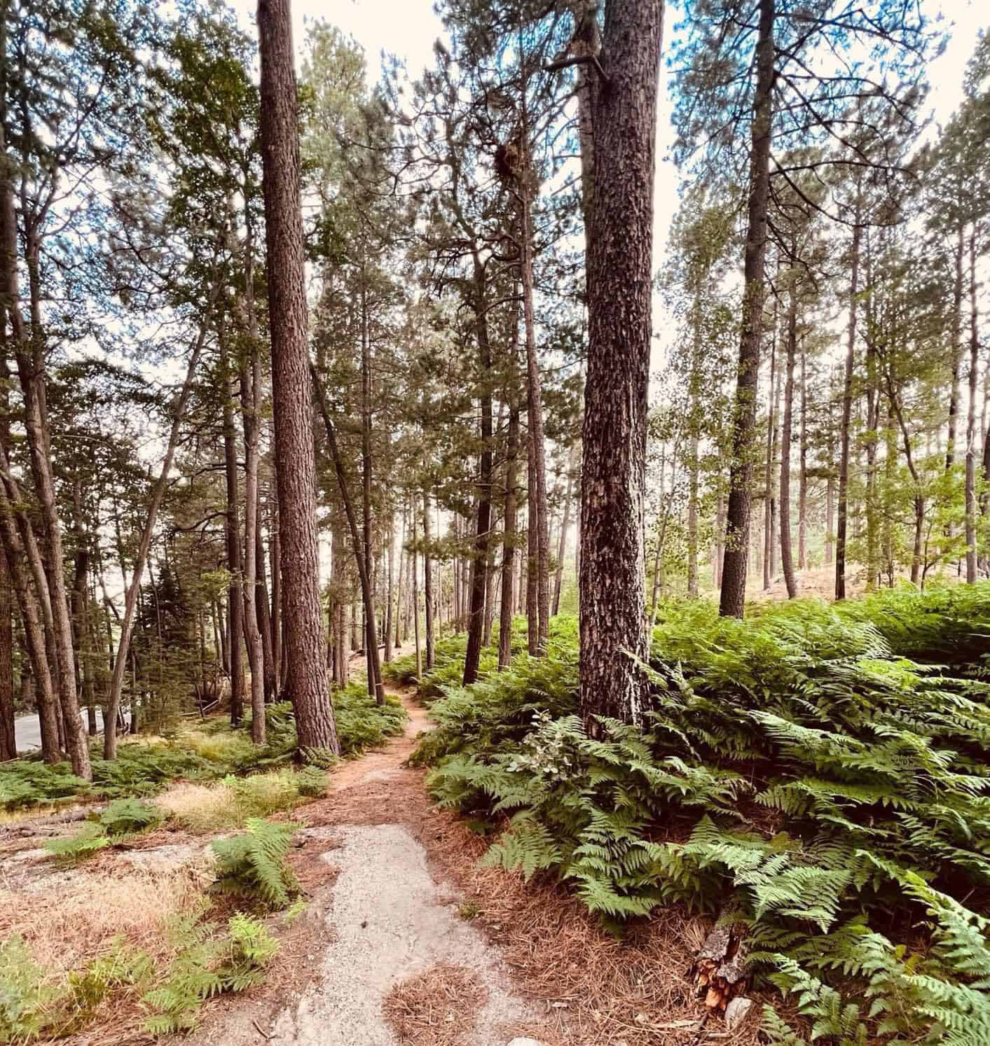 Mount Lemmon | Ultimate Guide to Tucson's Favorite Mountain! | TucsonTopia