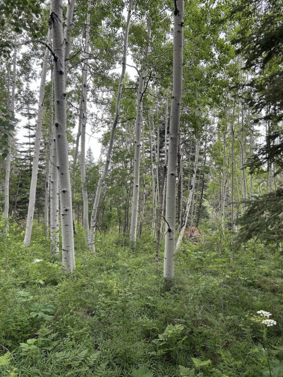 Mount Lemmon | Ultimate Guide to Tucson's Favorite Mountain! | TucsonTopia